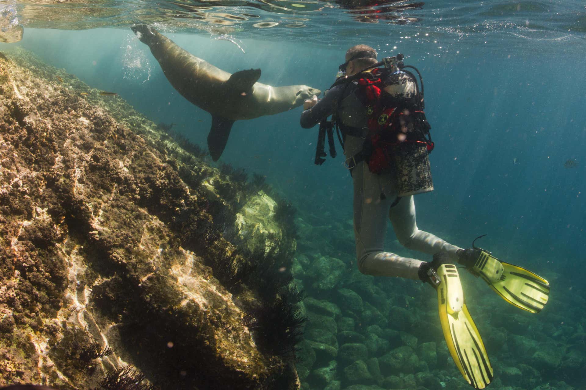 Crucero de 8 días por el norte de las islas Galápagos con buceo desde ...