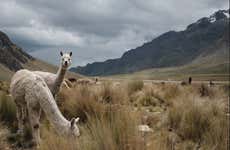 Excursiones, visitas guiadas y actividades en Riobamba - Civitatis