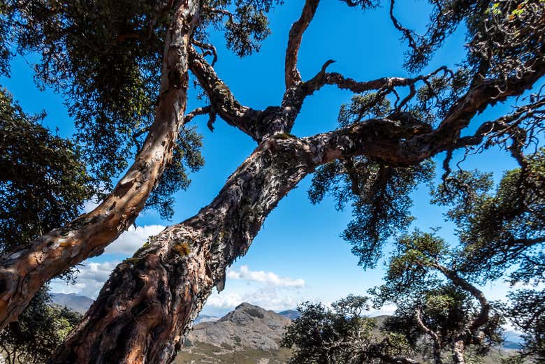 Trilha pelo bosque de Polylepis saindo de Riobamba - Civitatis.com Brasil