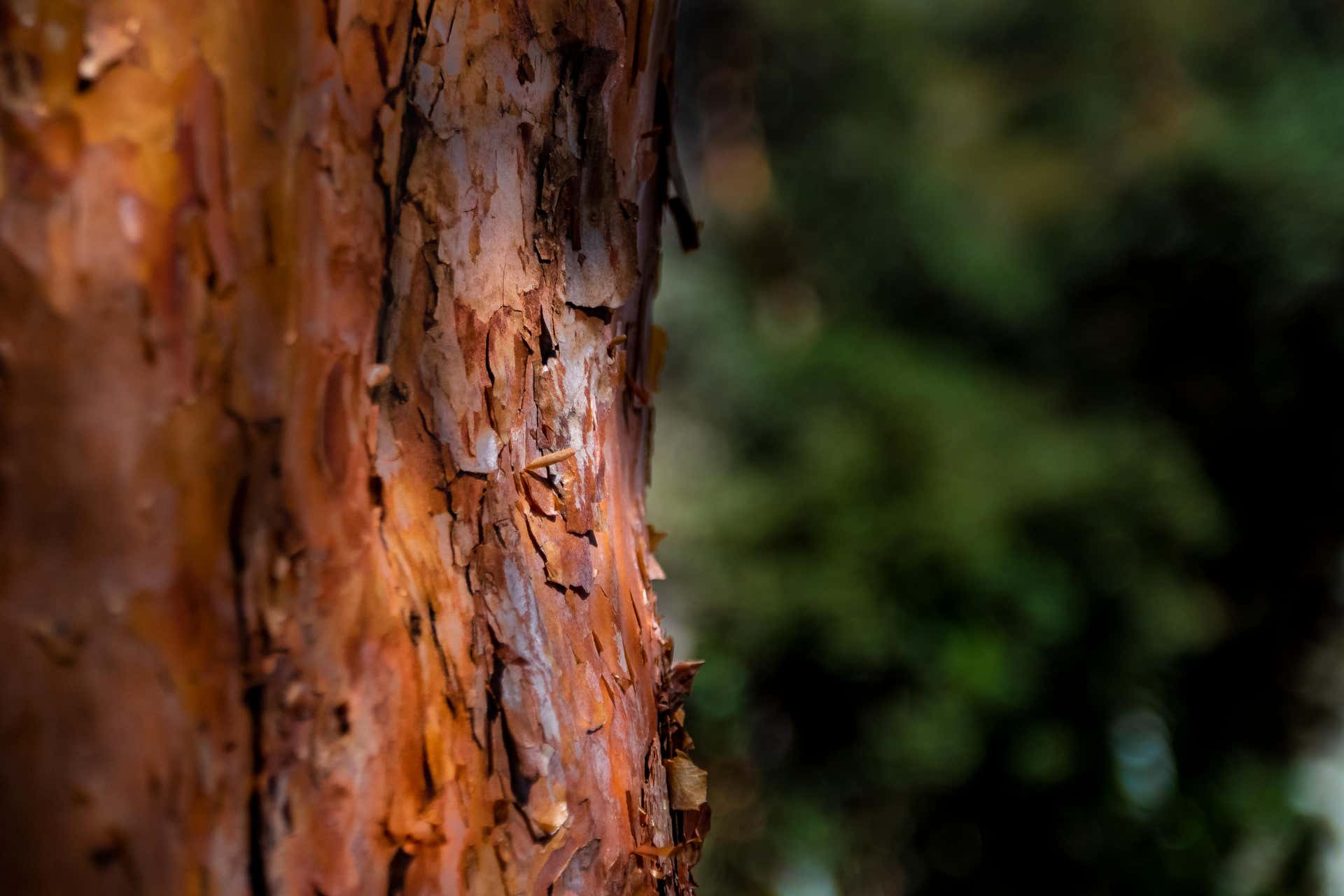 Trilha pelo bosque de Polylepis saindo de Riobamba - Civitatis.com