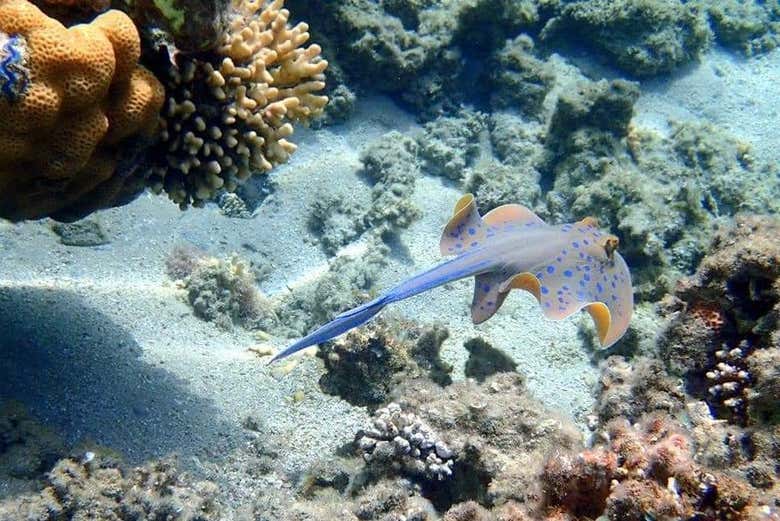 Orange Bay Snorkel & Watersports Tour from Hurghada - Civitatis