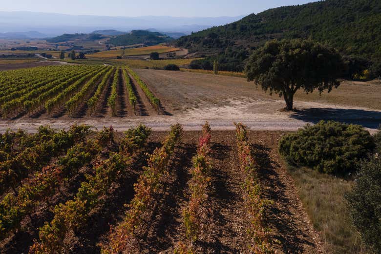 Visita guidata della cantina Óbalo, Ábalos