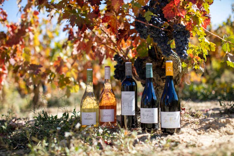 Visita às adegas Óbalo em Samaniego - Reserve em Civitatis.com