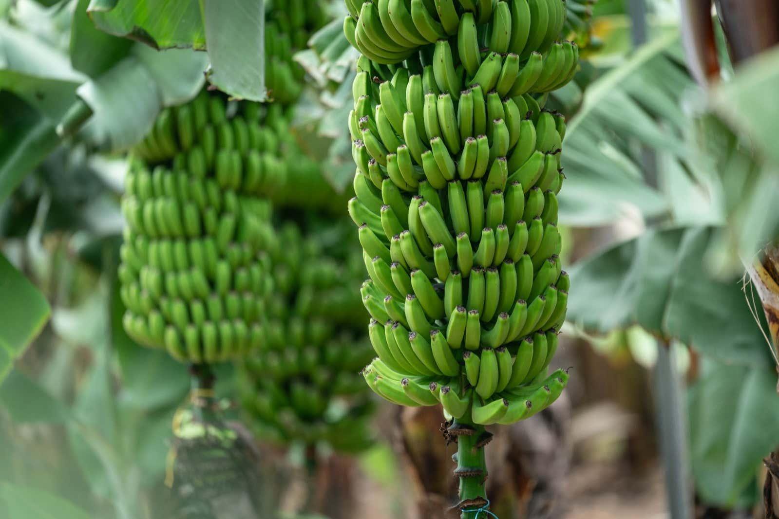 Visita guiada por el Museo del Plátano, Arucas