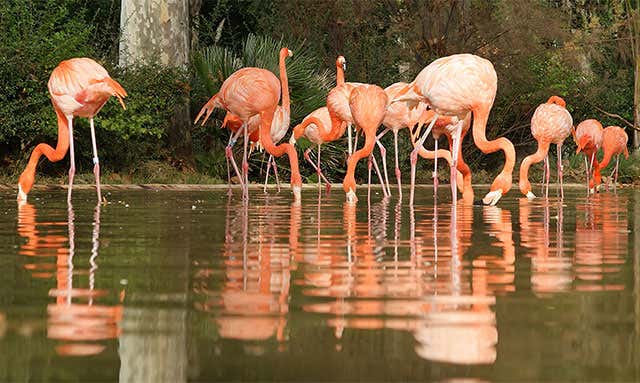 Barcelona Zoo - Opening times, tickets and address