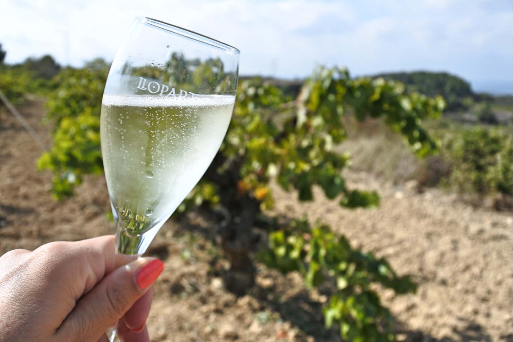 Penedès Wine and Cava Day Trip from Barcelona