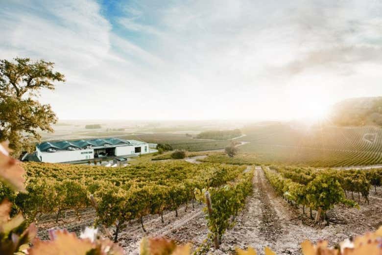 Visita a las bodegas Cepa 21, Castrillo de Duero - Civitatis.com