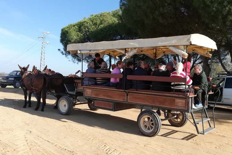 North Doñana & El Rocío Buggy Ride - Book at Civitatis.com