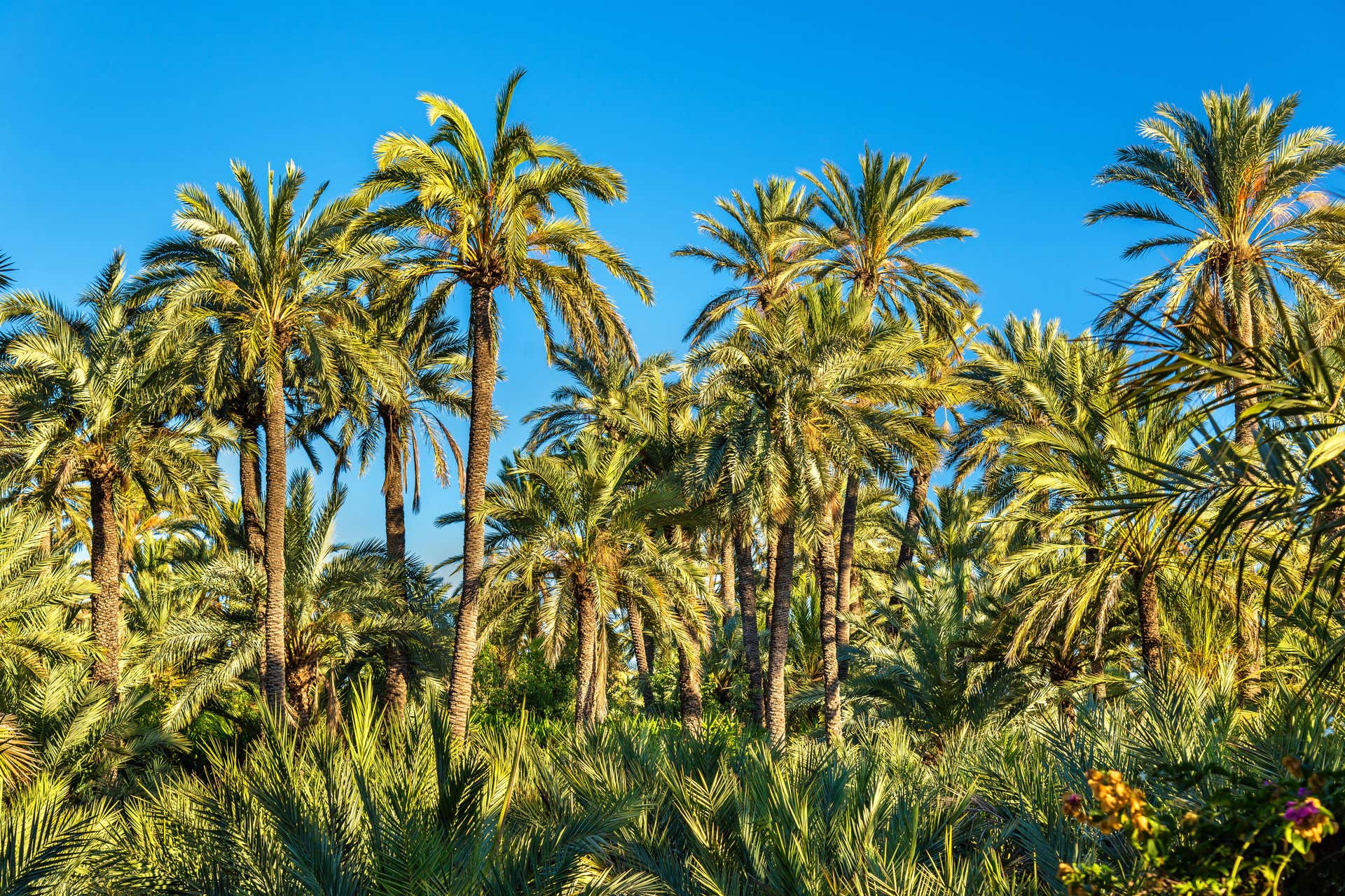 Excursão à ilha de Tabarca e palmeiral de Elche saindo de Gandía