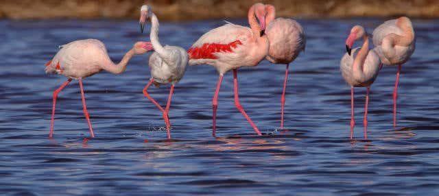 Donana National Park Trip from Isla Cristina - Civitatis.com