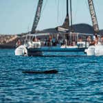 Excursiones, visitas guiadas y actividades en Tenerife - Página 8 - Civitatis