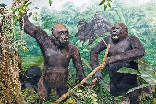 Excursión al Museo de la Fauna Salvaje de Valdehuesa desde León