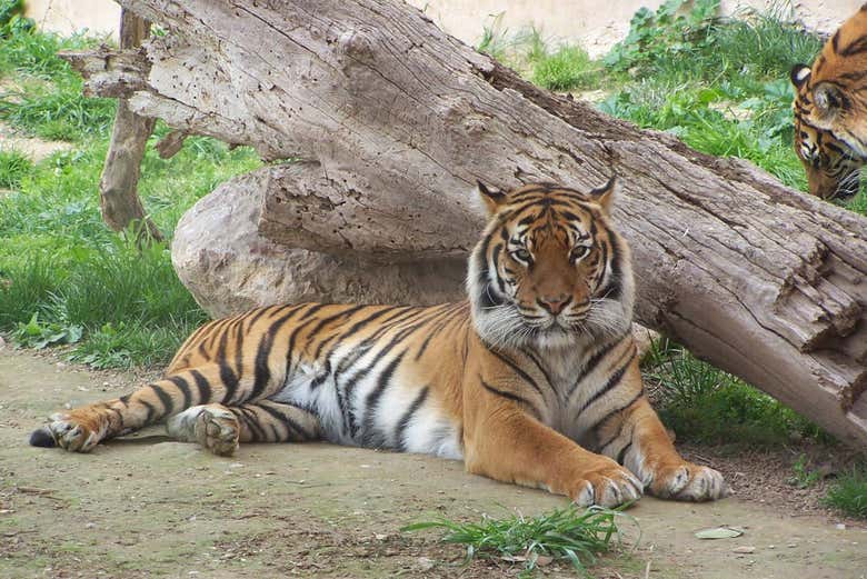 Entrada a Faunia, Madrid - Civitatis.com