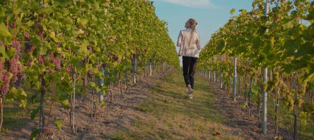 Visita a las bodegas Buezo, Mahamud - Civitatis.com