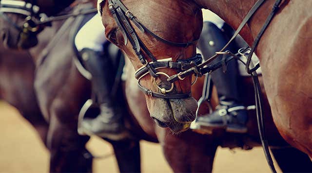 Courses de chevaux à Minorque - Hippodromes et trotteurs