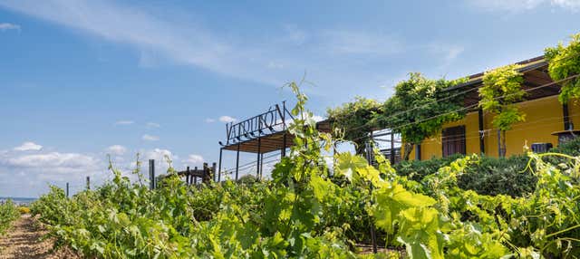 Valdubón Winery Guided Tour, Milagros - Civitatis.com