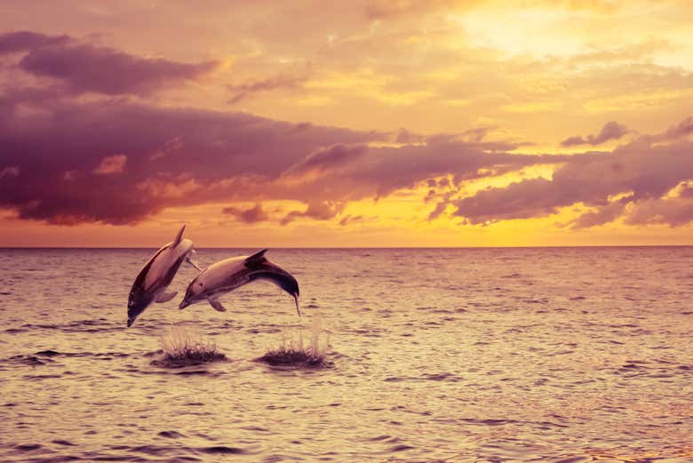 Avistamiento de delfines al atardecer en Puerto Calero