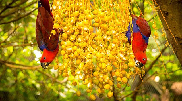 Loro Parque - Horário, preço e localização
