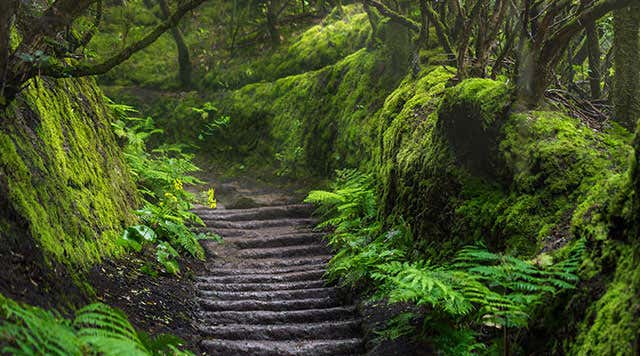 Parque Rural de Anaga en Tenerife - Qué ver en el parque de Anaga