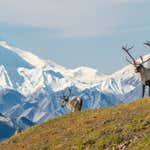 Excursiones, visitas guiadas y actividades en Alaska - Civitatis