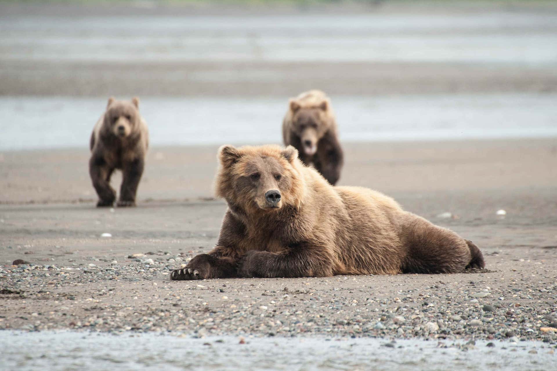 Observation de grizzlis depuis Homer - Réservez sur Civitatis.com