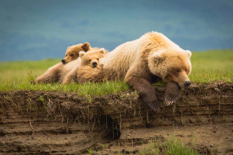 Avistamiento de osos grizzly desde Homer - Civitatis.com