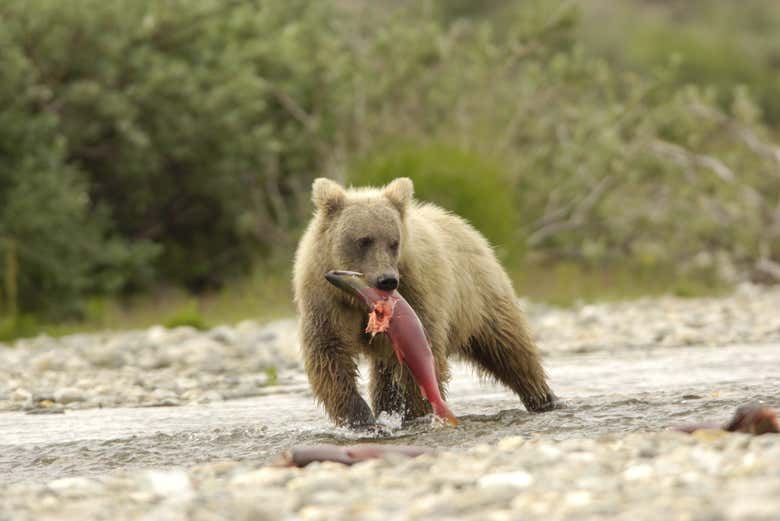 Avistamiento de osos grizzly desde Homer - Civitatis.com