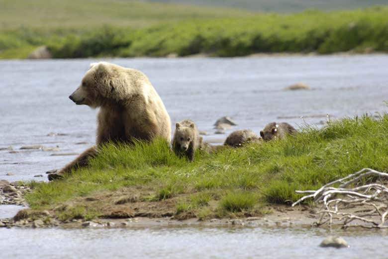Avistamiento de osos grizzly desde Homer - Civitatis.com