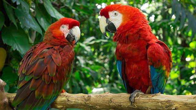 Jungle Island - Opening times, price and location in Miami