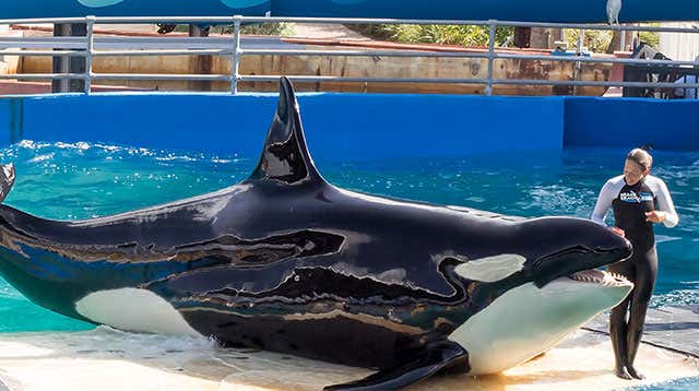 Miami Seaquarium - Horaires, prix et adresse à Miami