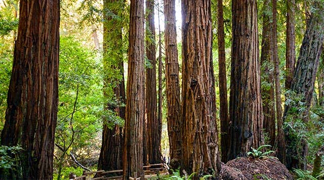 Parque Nacional Muir Woods