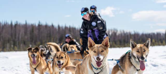 Winter Husky Sled Ride in Willow - Book Online at Civitatis.com