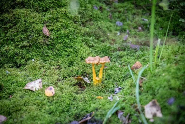 Trekking al Parco Nazionale di Nuuksio, Helsinki - Civitatis.com