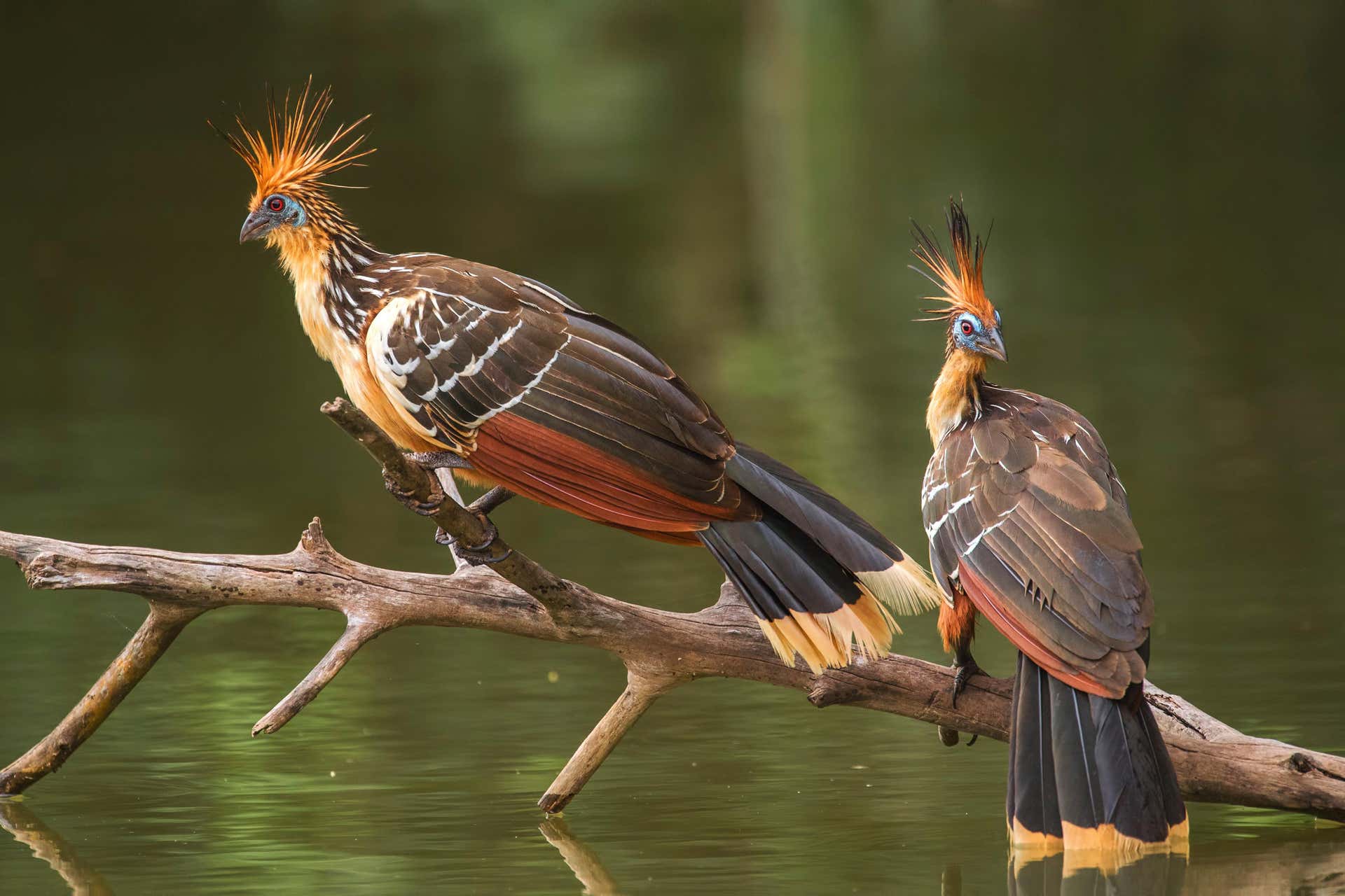 Avistamiento de aves en el río Mahaica desde Georgetown