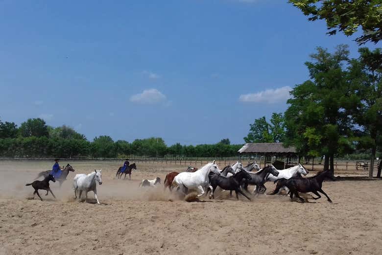 Puszta Day Trip with Equestrian Show from Budapest - Civitatis.com
