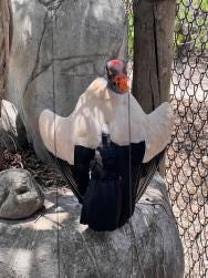 National Aviary of Colombia + Playa Blanca Tour from Cartagena ...