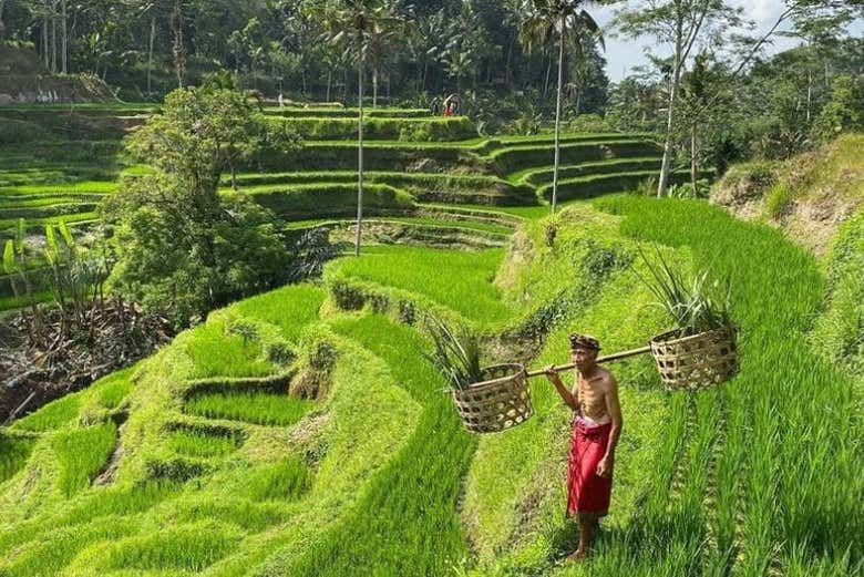 Visite d'Ubud et du centre de Bali - Réservez sur Civitatis.com