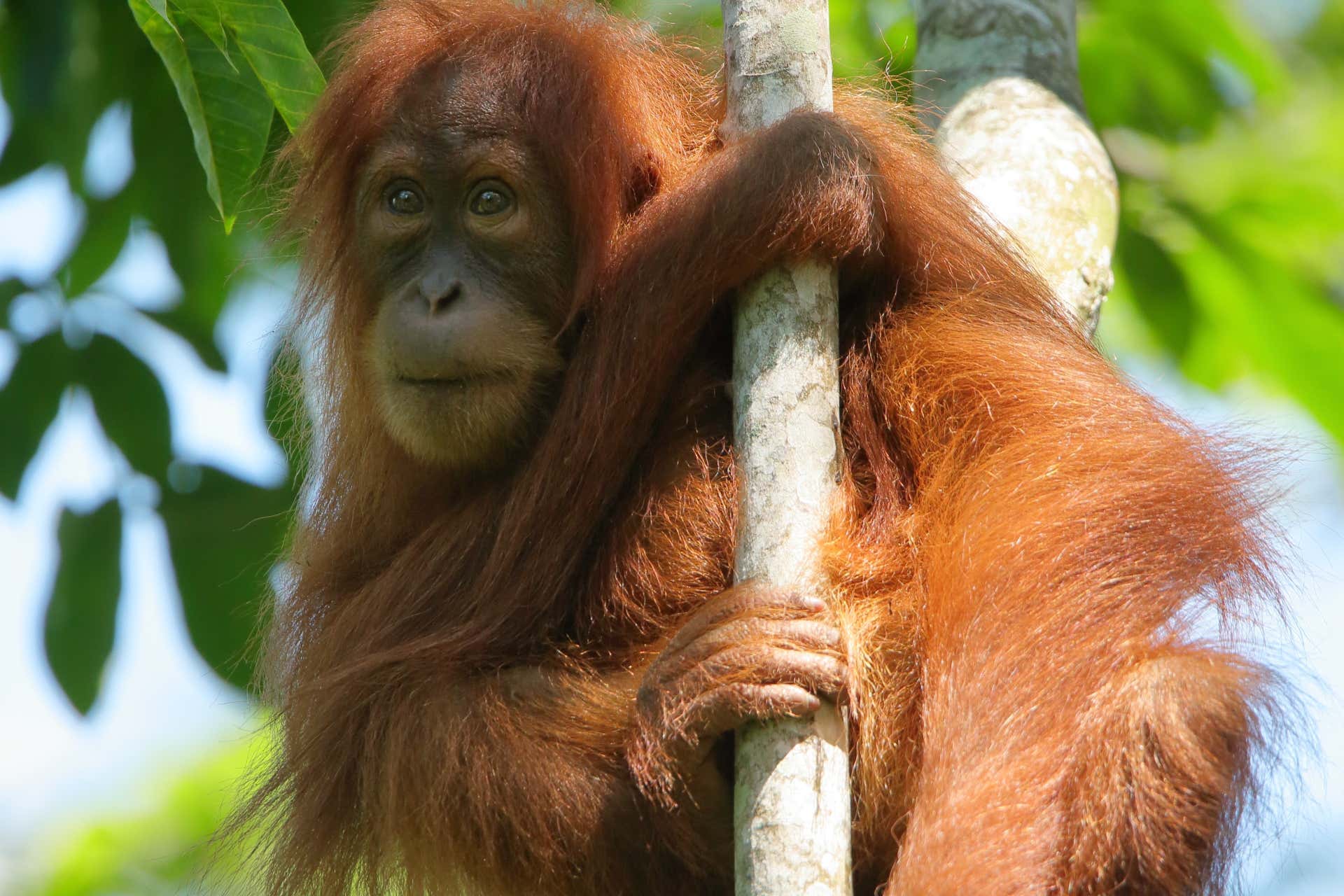 Avistamiento de orangutanes en Gunung Leuser en 3 o 4 días desde Medan
