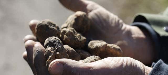 Tour de la trufa por Alba - Reserva online en Civitatis.com