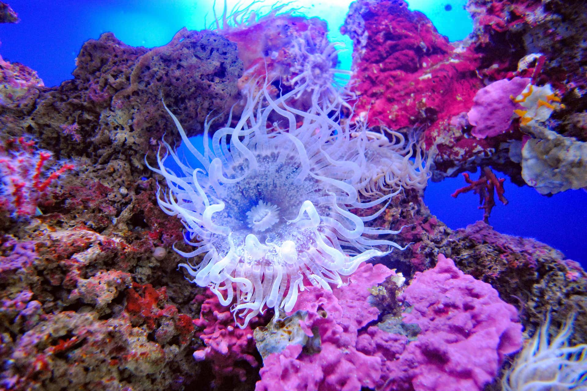 Entrada al Acuario de Cala Gonone - Reserva en Civitatis.com