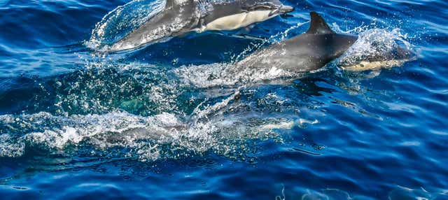 Gulf of Taranto Dolphin & Whale Watching from Marina di Ginosa - Civitatis