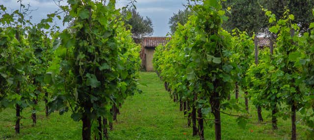 Ornella Bellia Winery Tour + Tasting, Portogruaro - Civitatis.com
