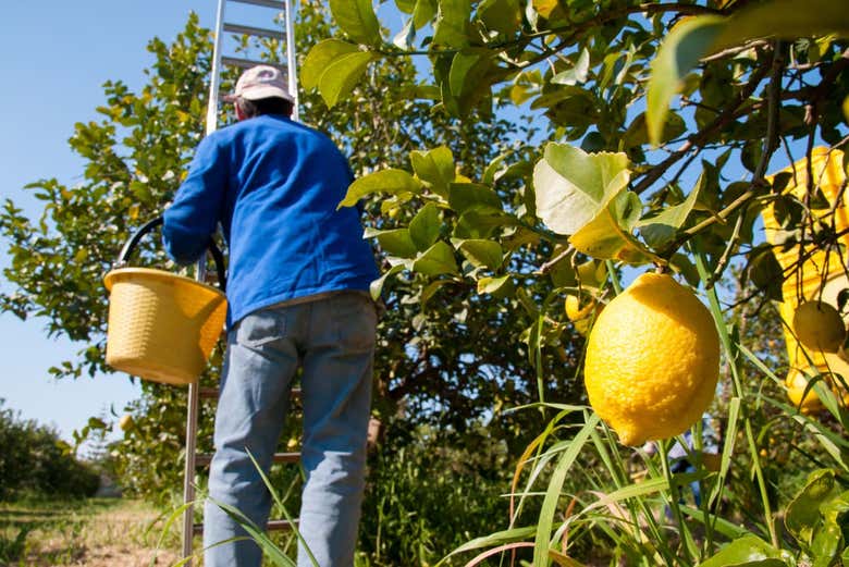 Lemon Grove Tour from Sorrento - Book Online at Civitatis.com