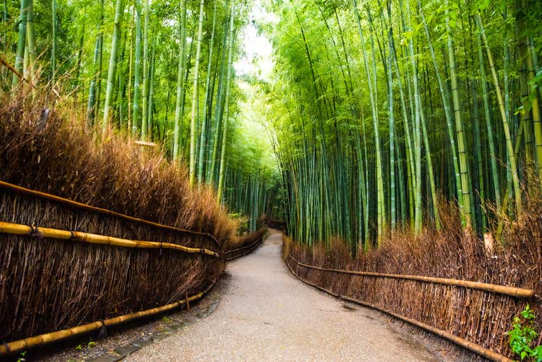 Visita guidata di Arashiyama e la foresta di bambù, Kyoto