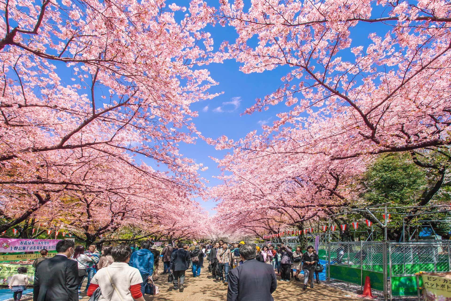 Tokyo Cherry Blossom & Sumida River Sunset Cruise - Civitatis.com