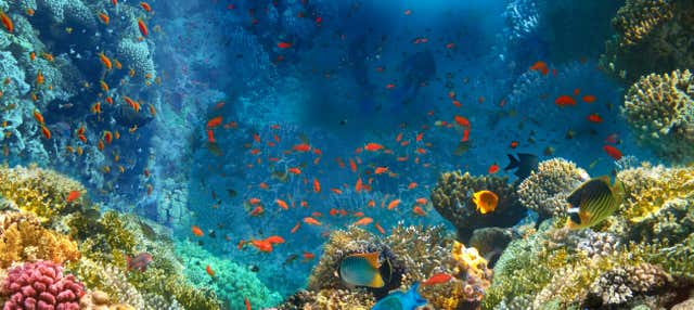 Snorkel en el Mar Rojo desde Áqaba - Reserva en Civitatis.com