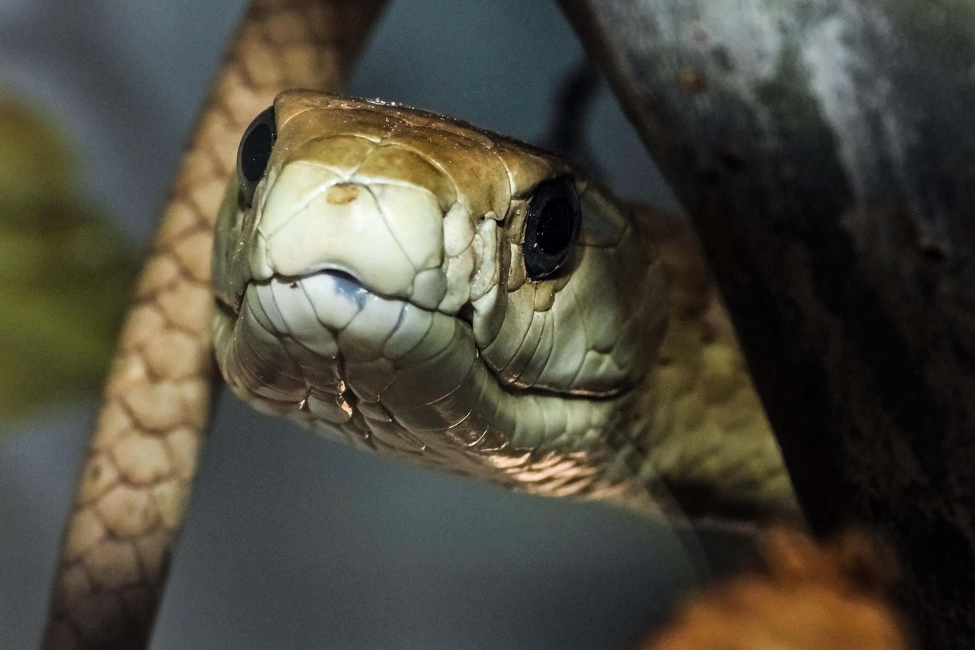Bio-Ken Snake Farm Day Trip, Watamu