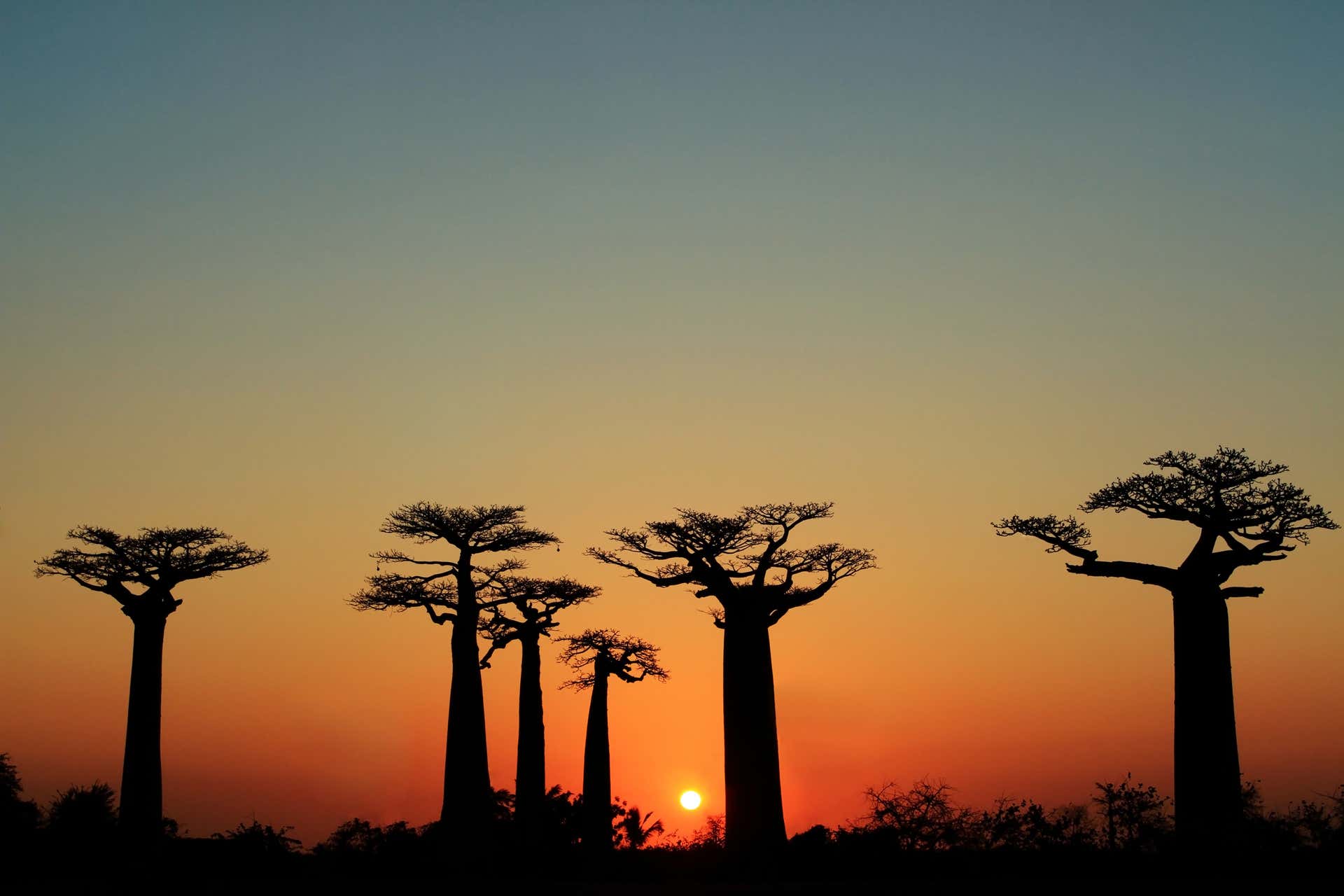The Avenue of Baobabs Sunset Tour from Morondava - Civitatis.com