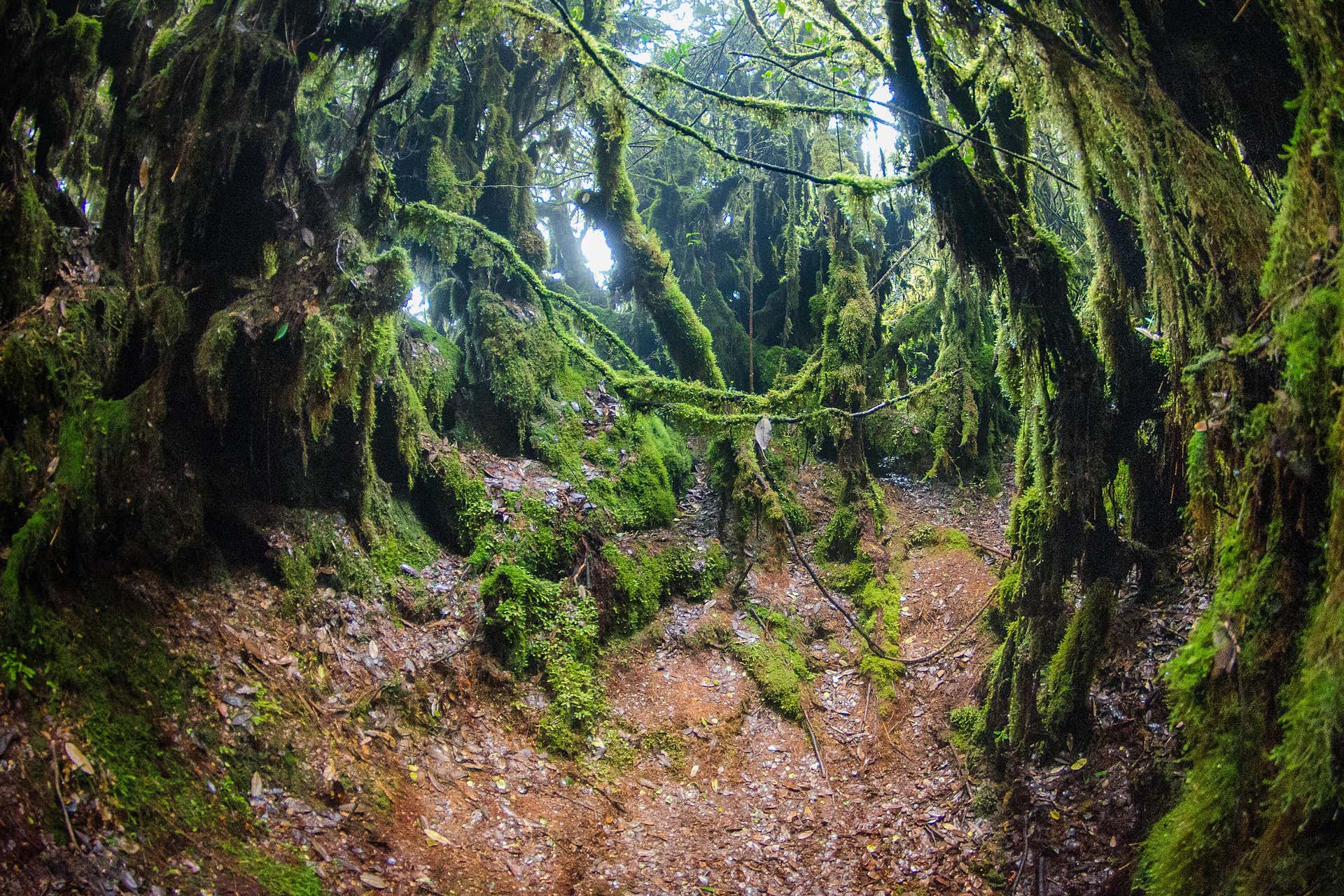 Excursión a Mossy Forest desde Brinchang - Civitatis.com