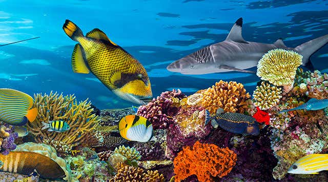 Flora e fauna das Maldivas - Biodiversidade das ilhas e águas